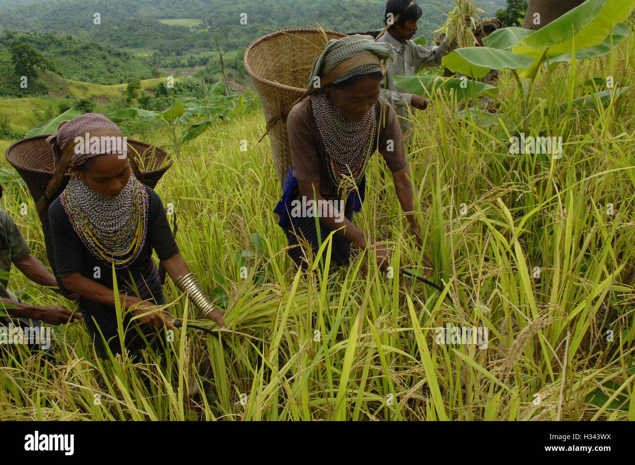Bangladeshi indigenous farmers are busy harvesting jhum rice from the ...