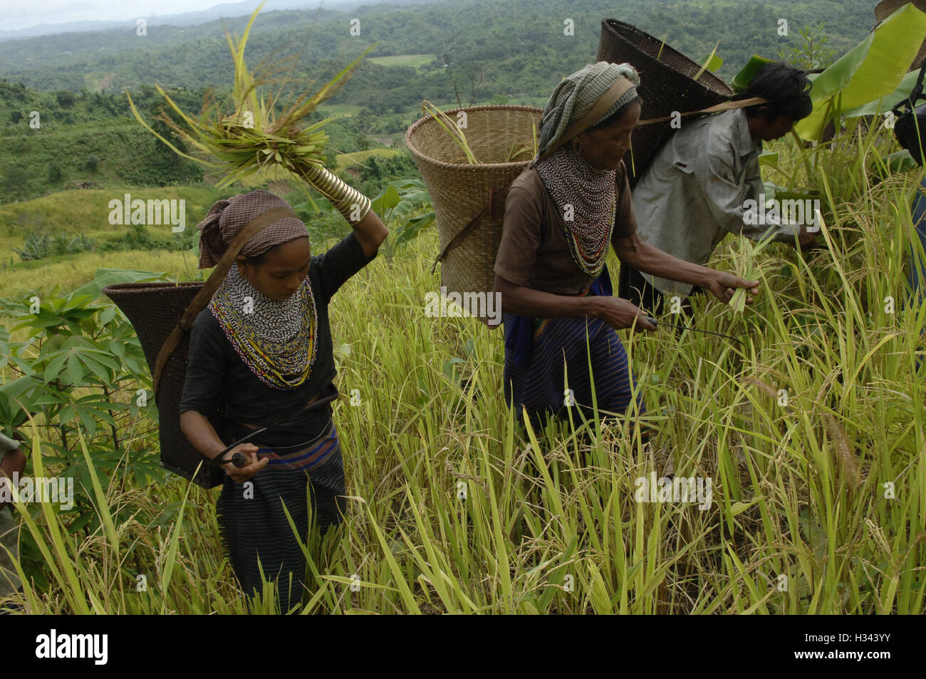 Jhum cultivation hi-res stock photography and images - Alamy