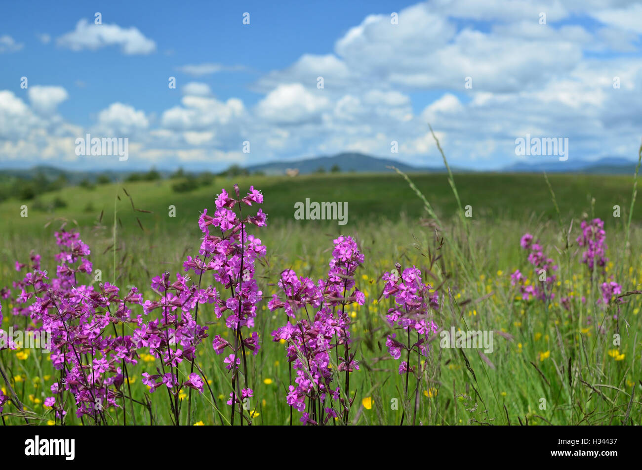 Closeup of pink spring wildflowers in landscape of Zlatibor Mountain in ...