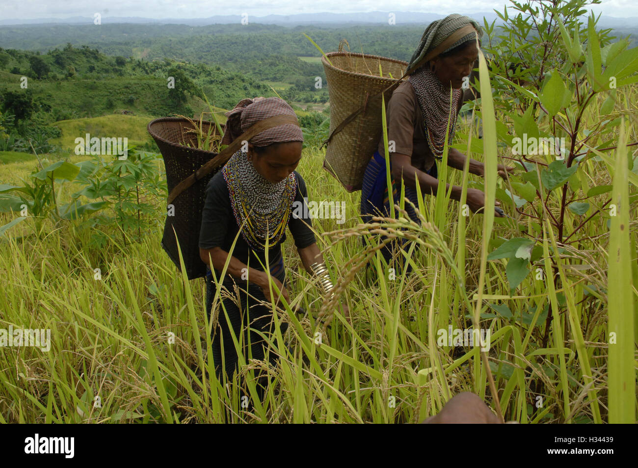 Bangladeshi indigenous farmers are busy harvesting jhum rice from the ...