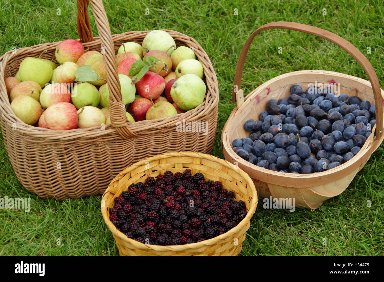 Damson trees uk hi-res stock photography and images - Alamy