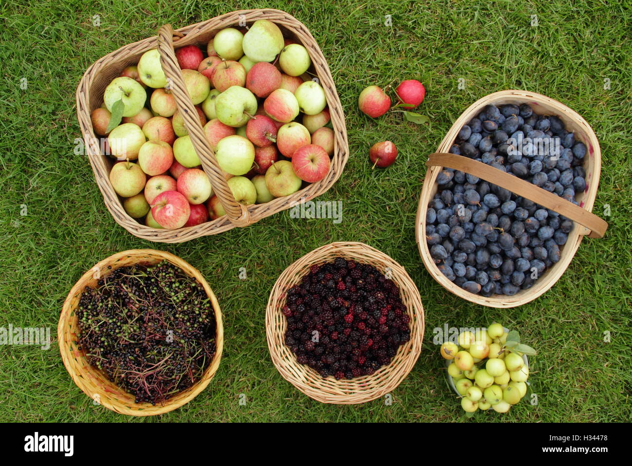 Wild fruits and berries foraged from hedgerows and trees in public ...