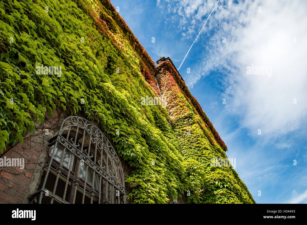 Ivy growing house wall autumn architecture hi-res stock photography and ...