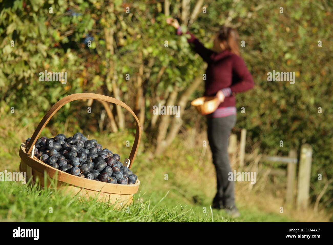 Foraging for wild edible fruits in a mature hedgerow in the English ...