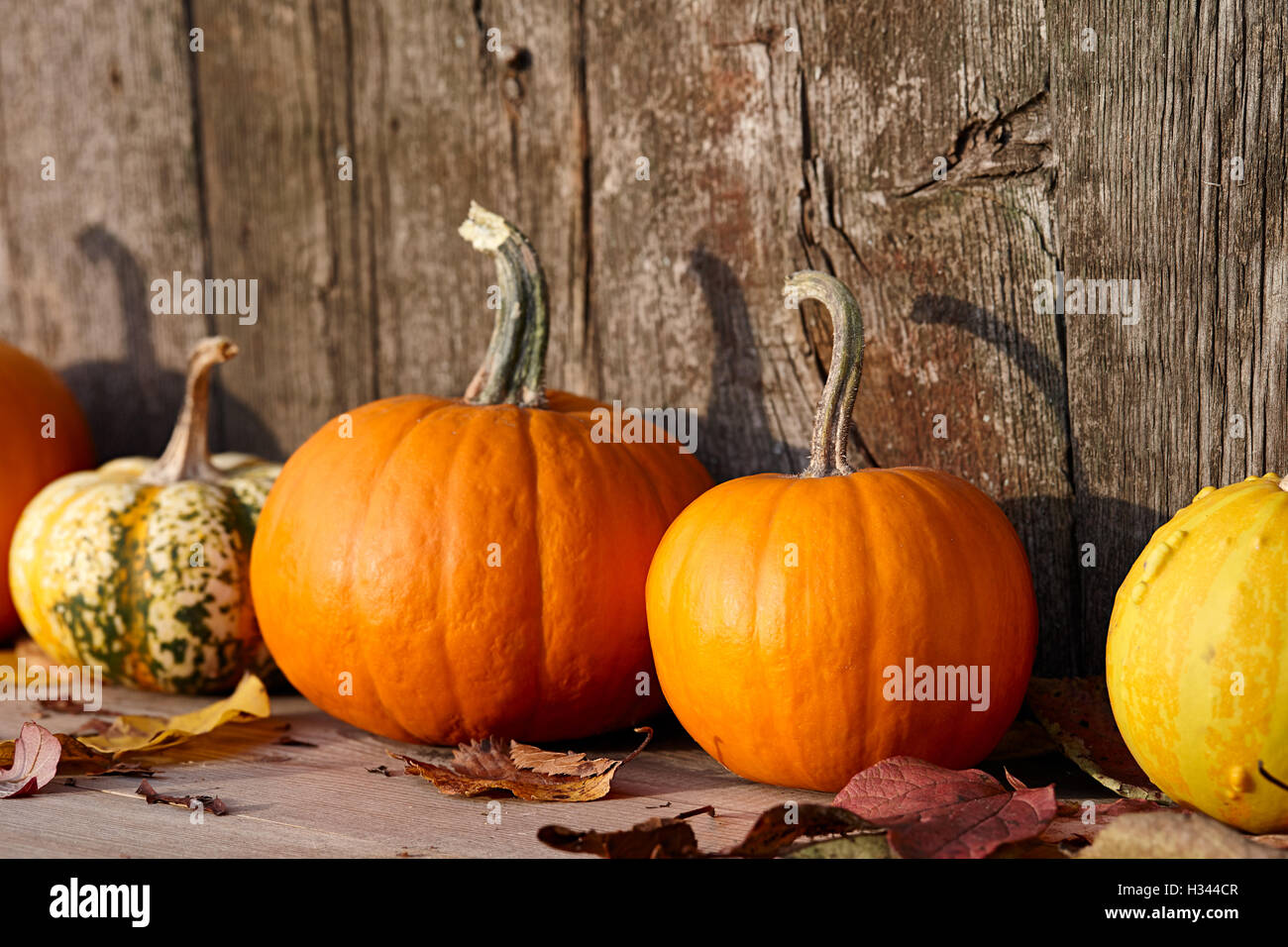 Autumn pumpkins still life Stock Photo - Alamy