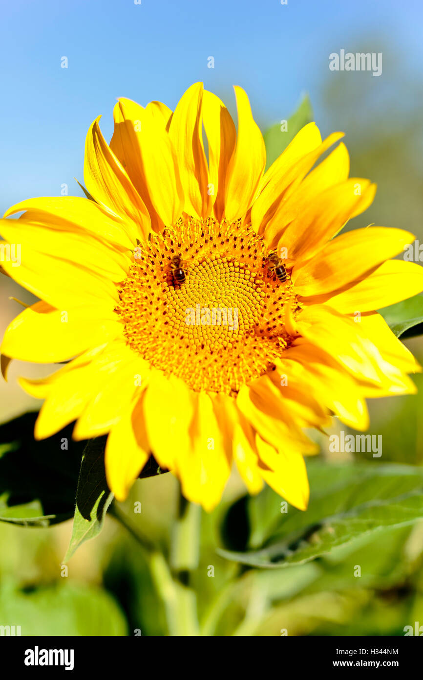 Sunflower with bees in summer. Vertical Take with natural light Stock Photo - Alamy