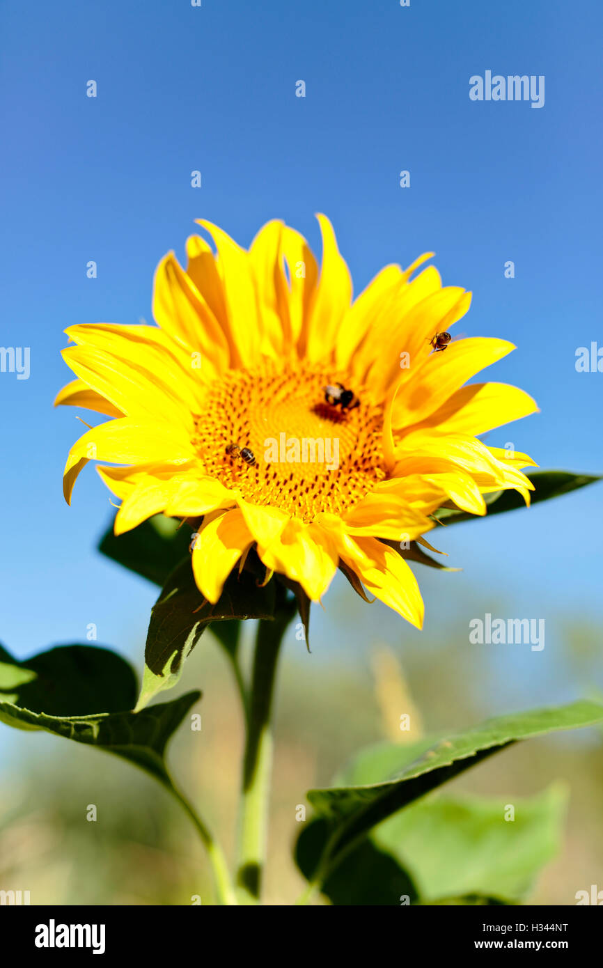 Sunflower with bees in summer. Vertical Take with natural light Stock Photo - Alamy