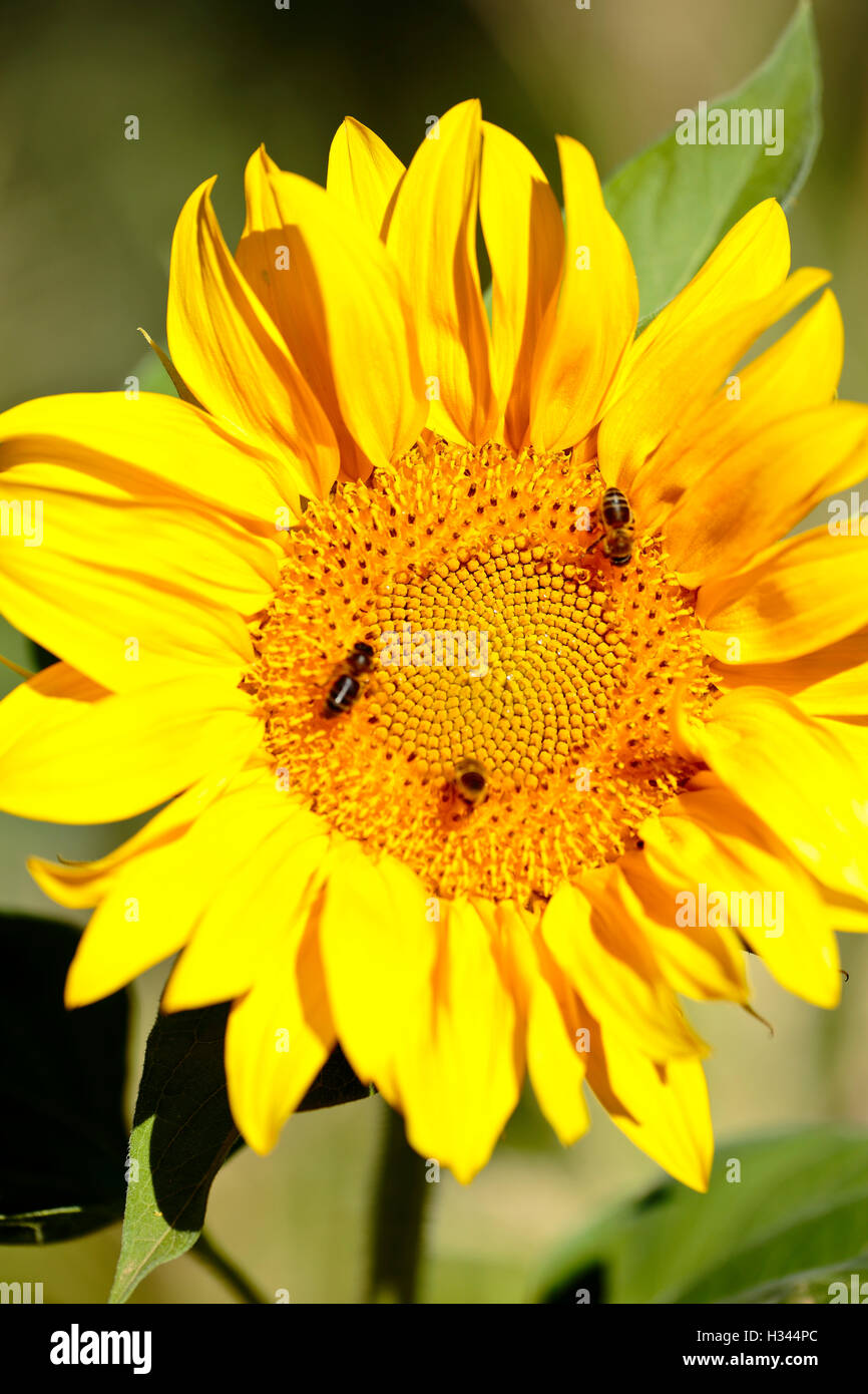 Sunflower with bees in summer. Vertical Take with natural light Stock Photo - Alamy