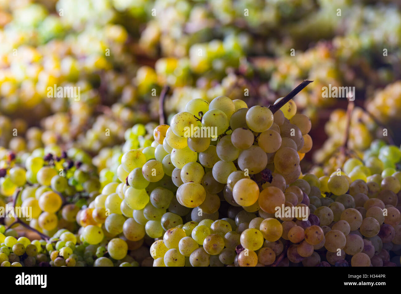 Passito grape hi-res stock photography and images - Alamy