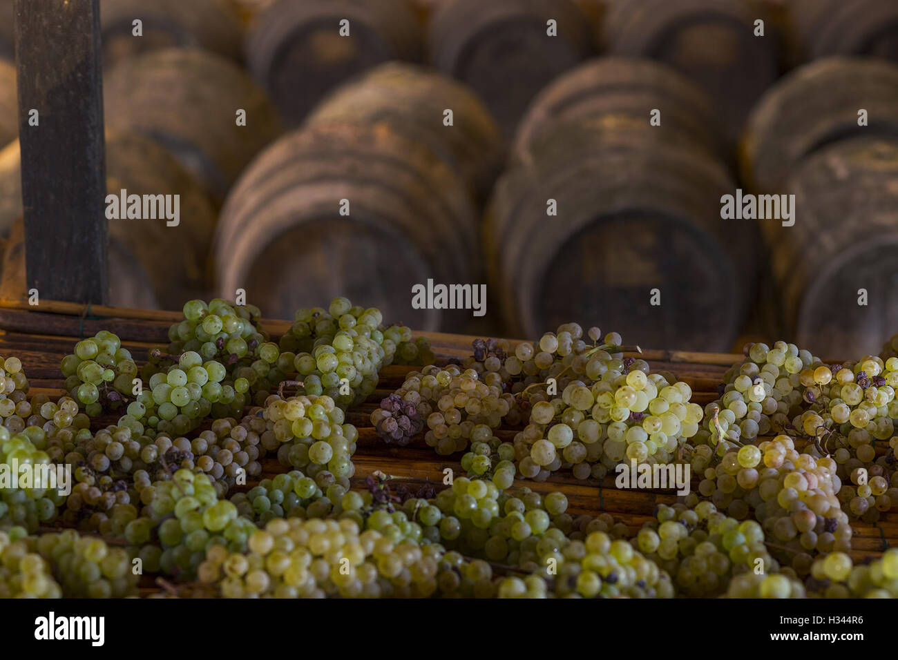 Passito grape hi-res stock photography and images - Alamy