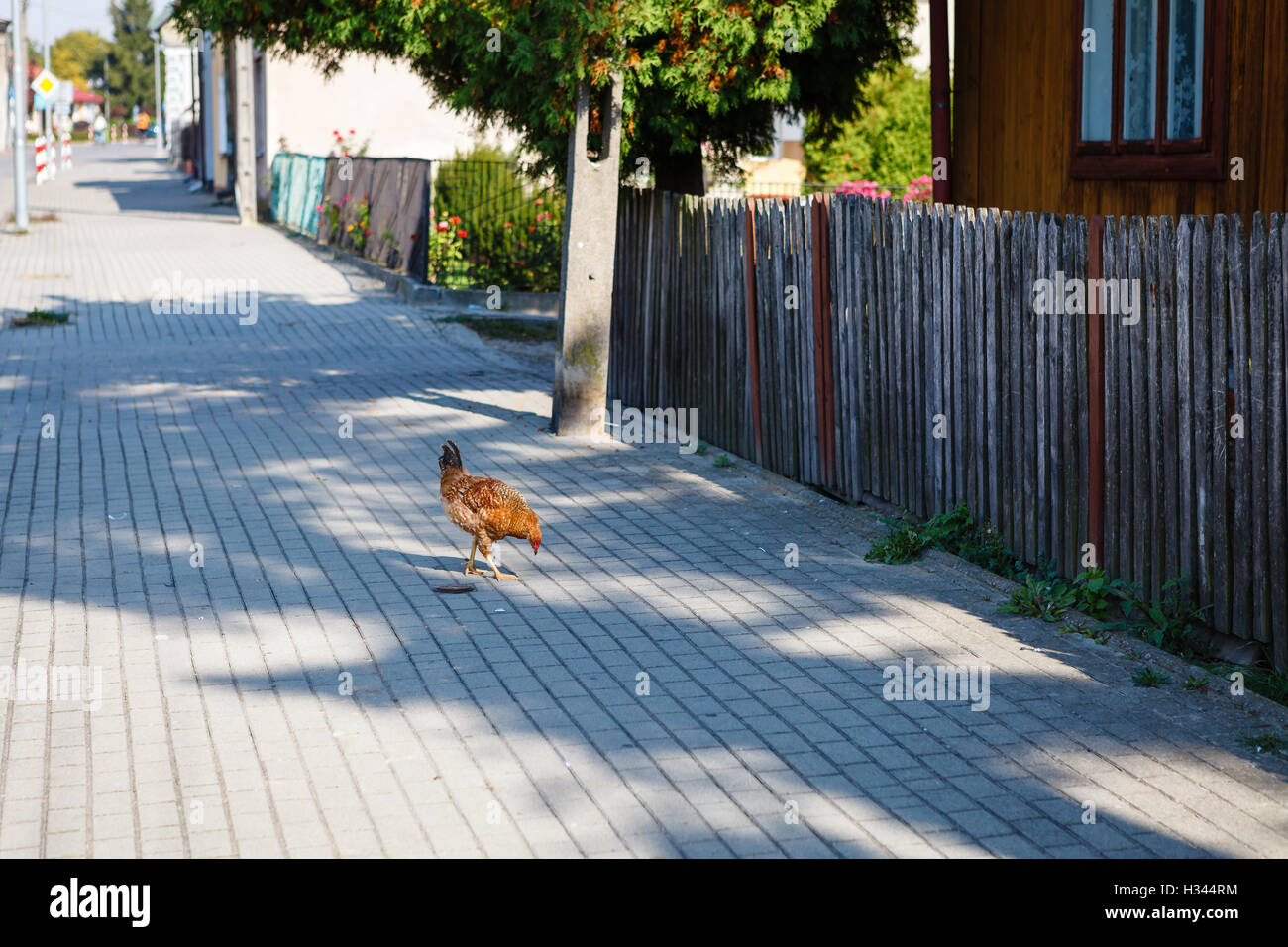 Hen chicken street hi-res stock photography and images - Alamy