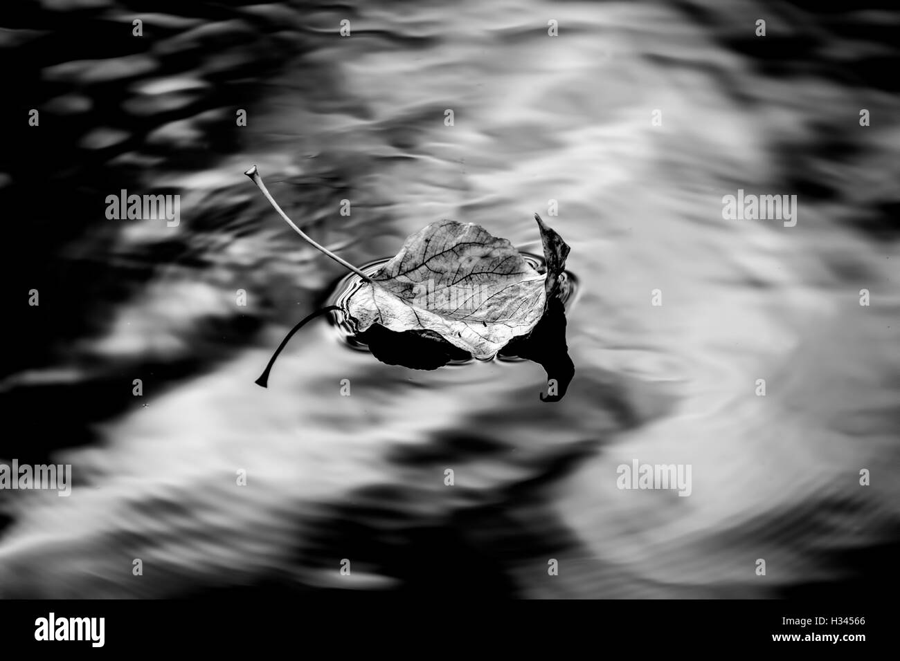 Leaf in water hi-res stock photography and images - Alamy