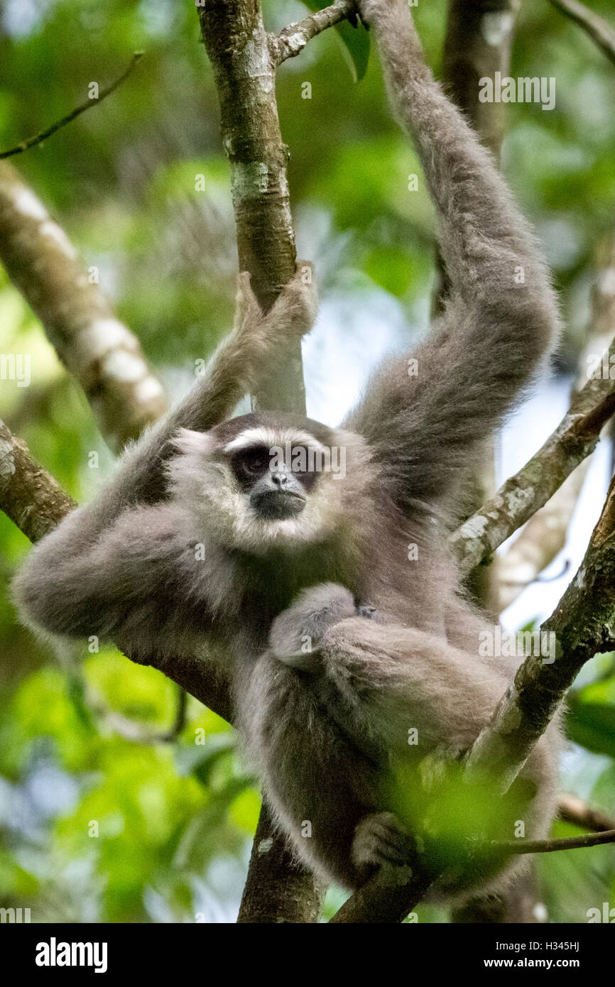 Primate life cycle hi-res stock photography and images - Alamy