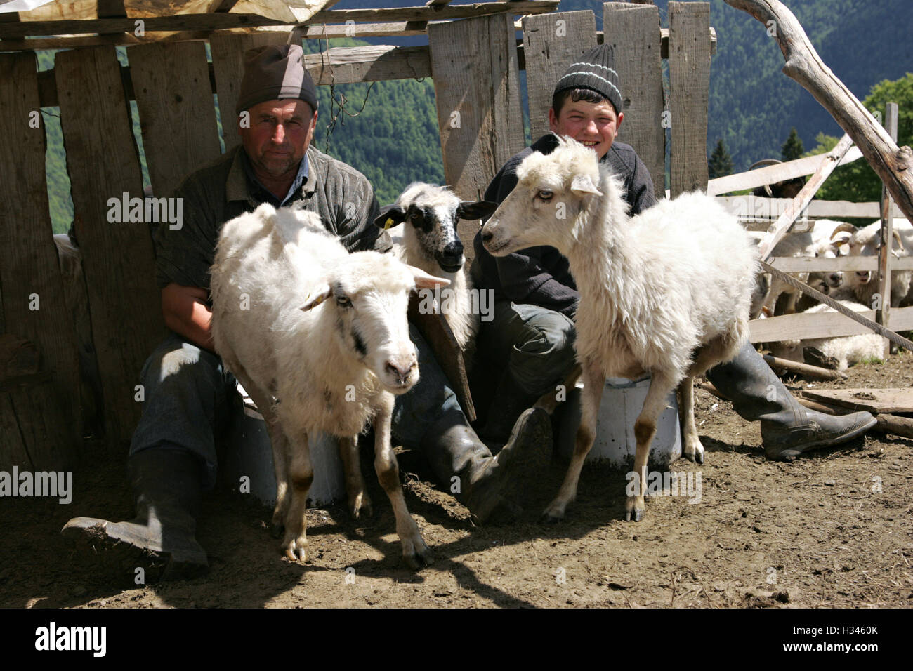 Herders are milking sheep to make cheese in a sheepfold in Rodnei ...