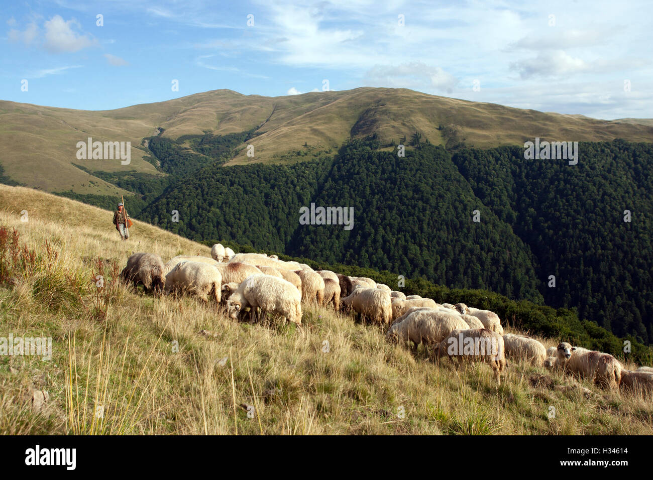 Balkan Sheep High Resolution Stock Photography and Images - Alamy