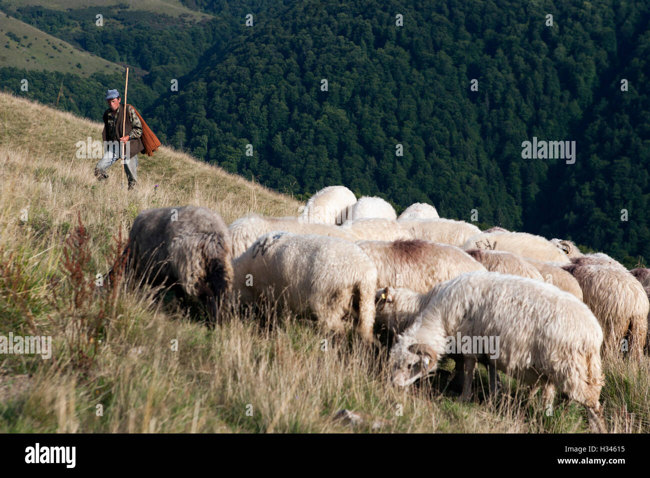 Balkan Sheep High Resolution Stock Photography and Images - Alamy