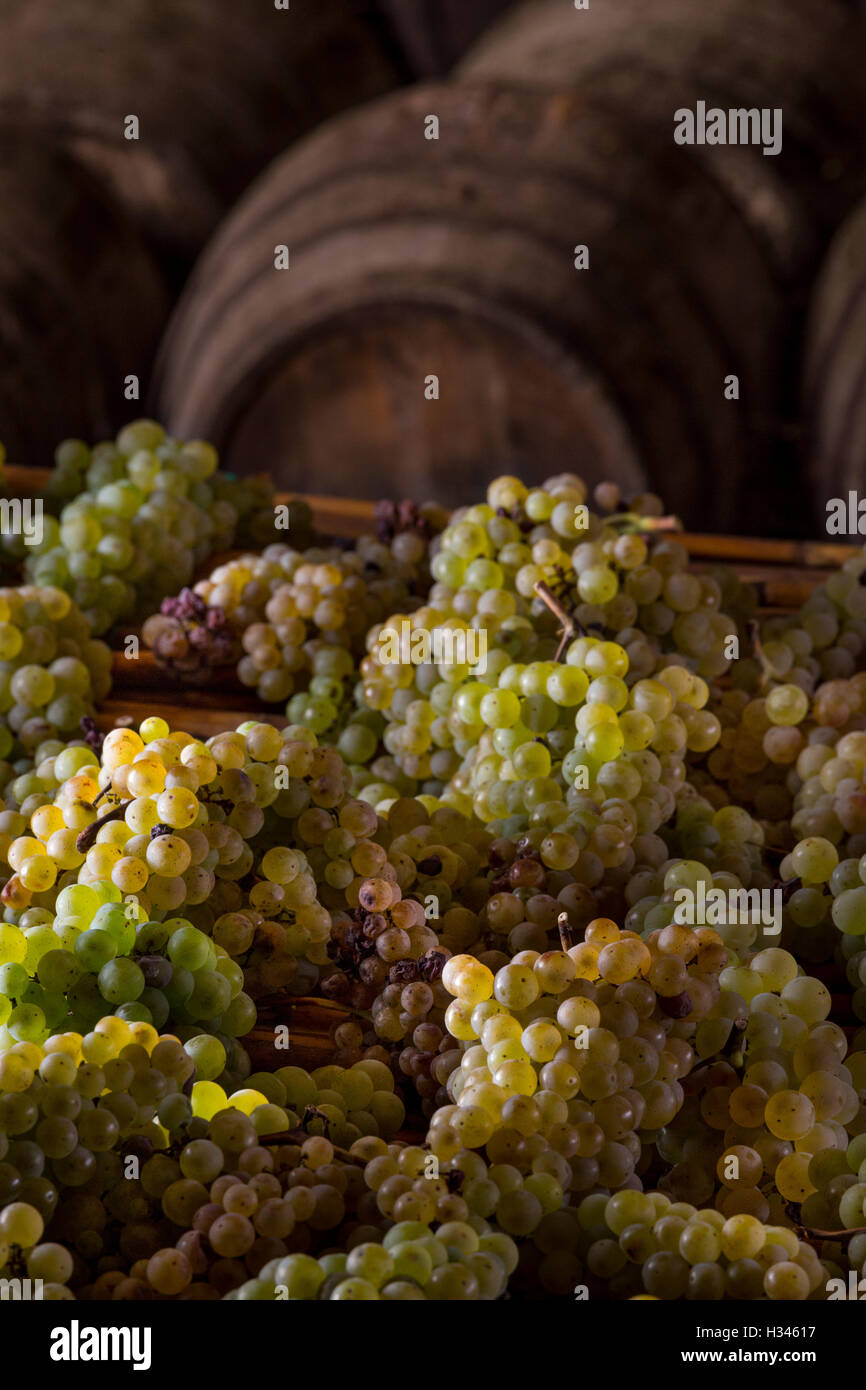Passito grape hi-res stock photography and images - Alamy