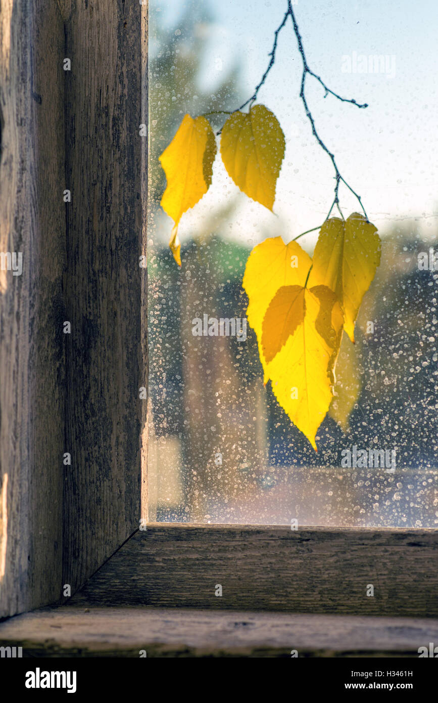 We all do fade as a leaf hi-res stock photography and images - Alamy