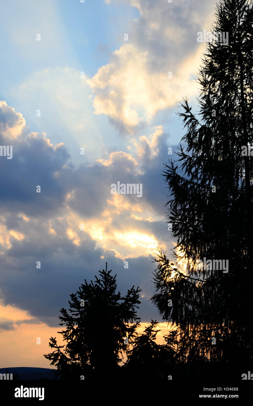 Forest After Storm High Resolution Stock Photography and Images - Alamy