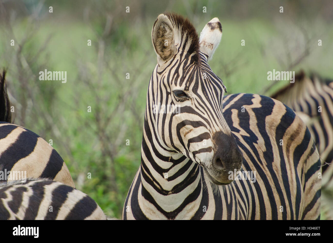 Plain zebra in kruger national hi-res stock photography and images - Alamy