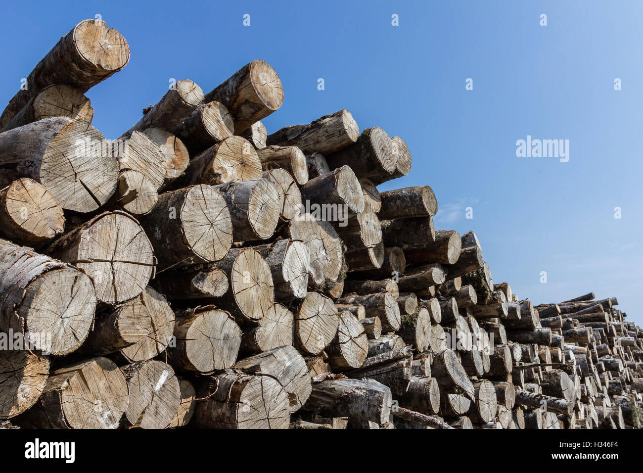 Big pile of logs on a blue sky background Stock Photo - Alamy