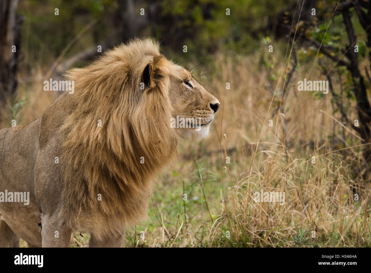 Male Lion (Panthera leo) Profile in lush surroundings, Okavango Delta ...