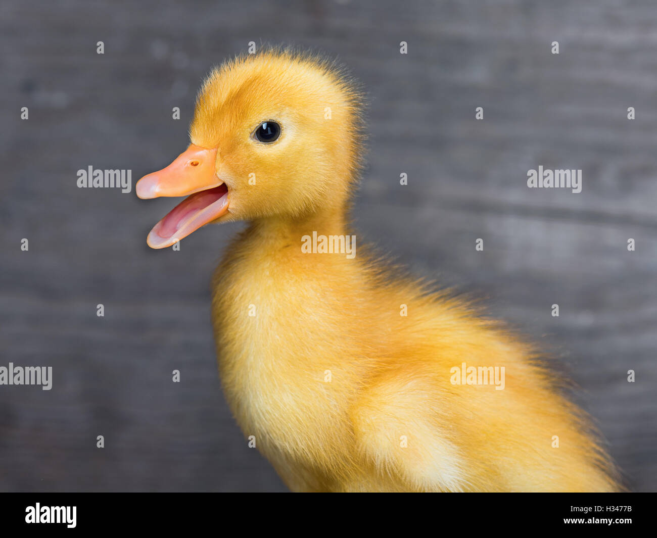 Cute newborn duckling Stock Photo - Alamy