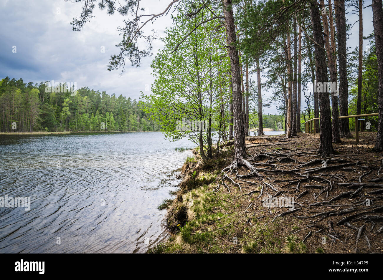 Spring landscape in the forest lake. Estonia Stock Photo - Alamy
