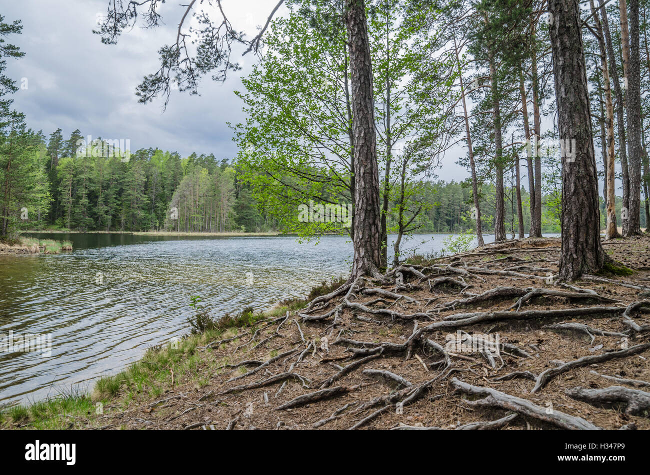 Spring landscape in the forest lake. Estonia Stock Photo - Alamy