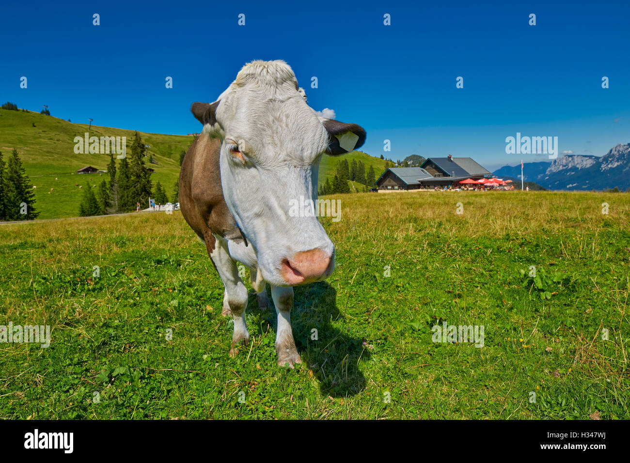 Milk Cow feeding fresh grass in Austrian Alps Hill Stock Photo - Alamy