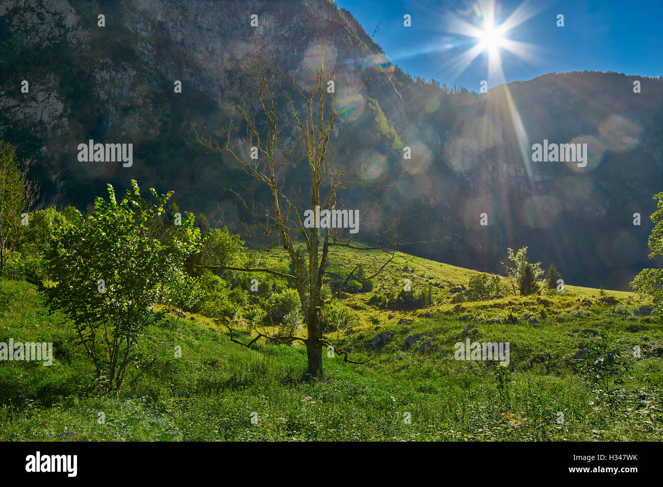 Backlit Scene with Sun Flares near Konigsee of Bavaria, Germany Stock ...