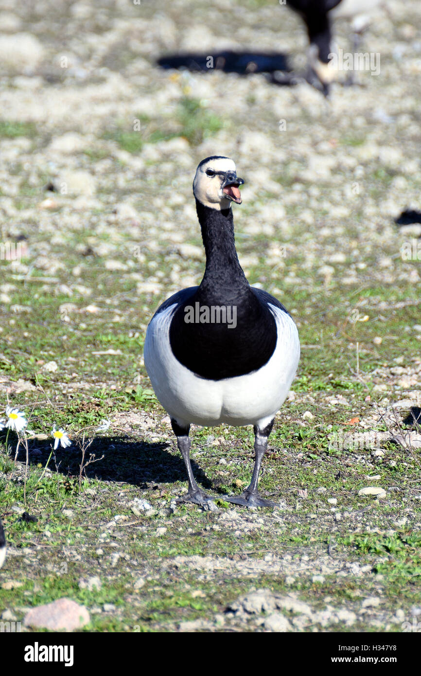 Bird tongue hi-res stock photography and images - Alamy