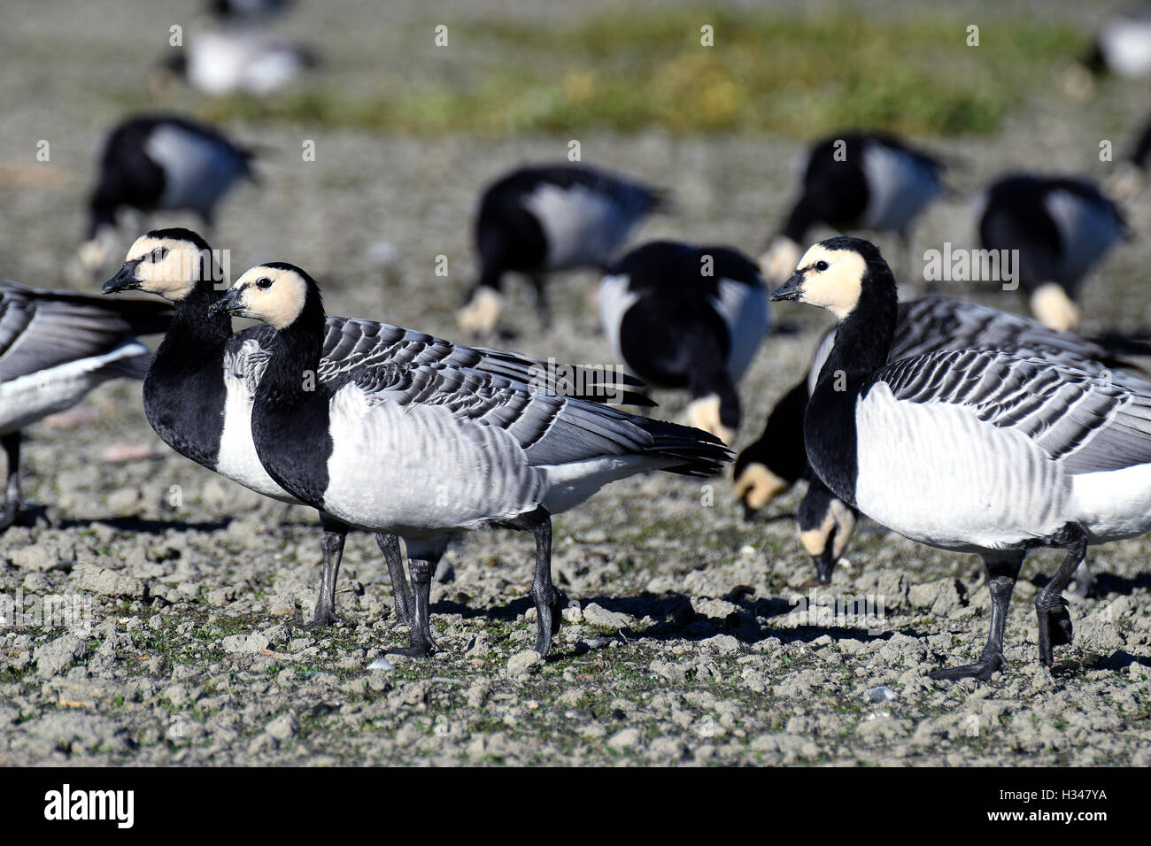 Beautiful white geese ducks hi-res stock photography and images - Alamy