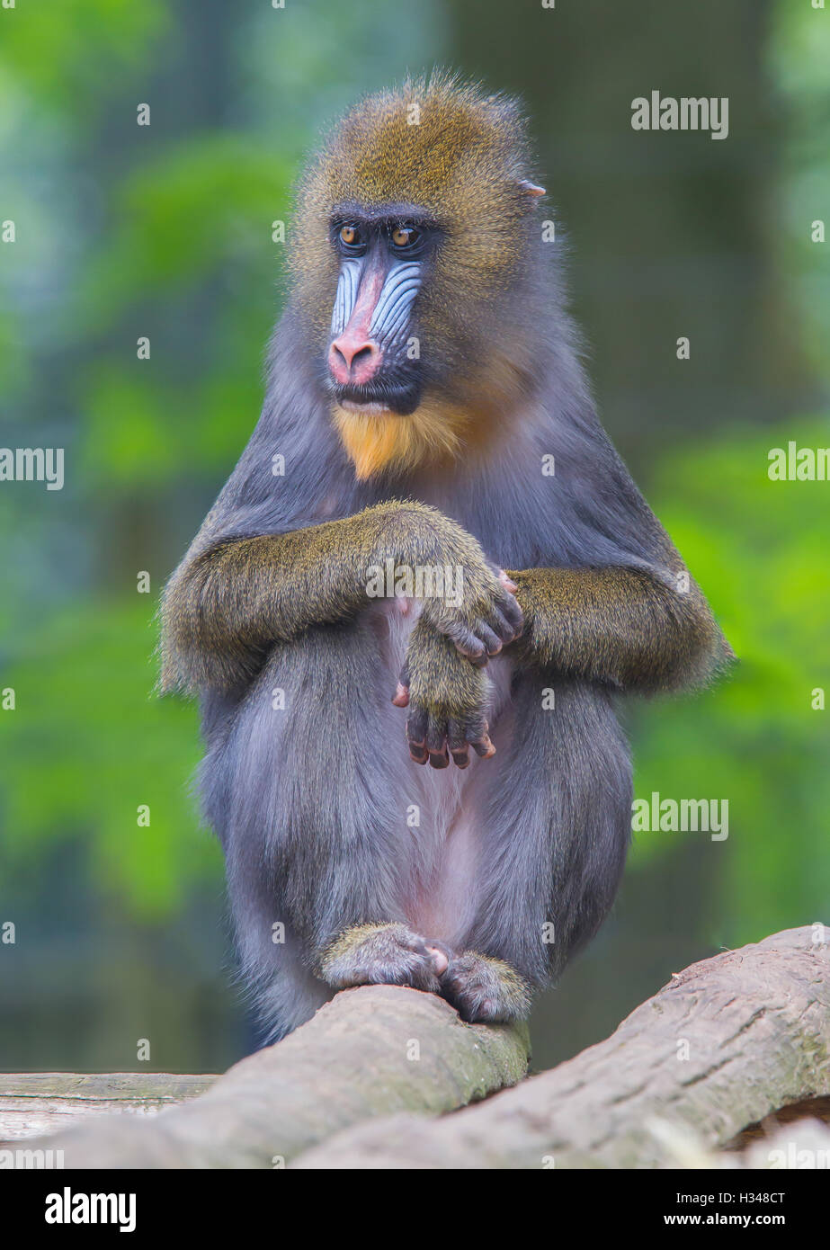 Portrait of the adult mandrill Stock Photo - Alamy