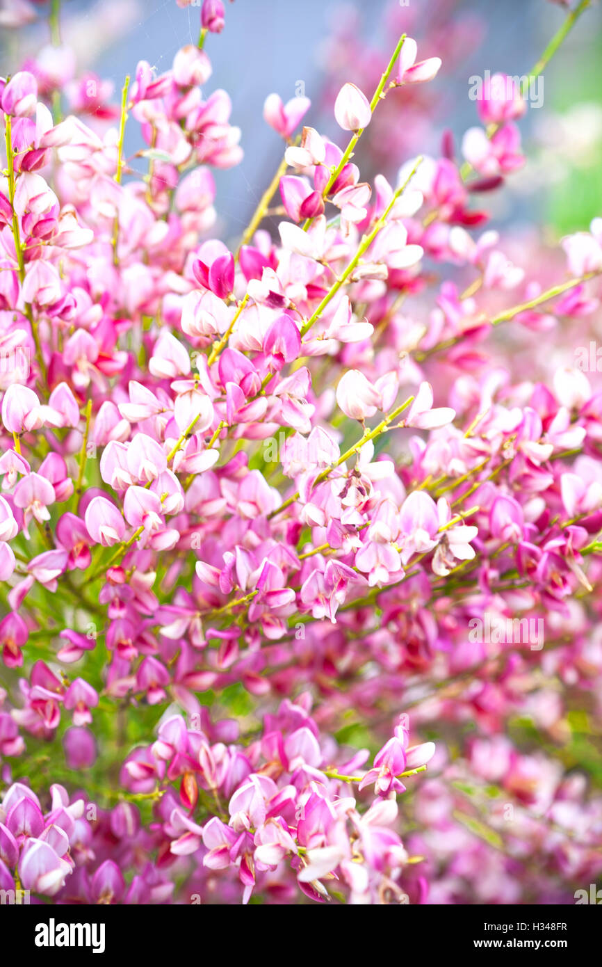 pink flowers in the garden Stock Photo - Alamy