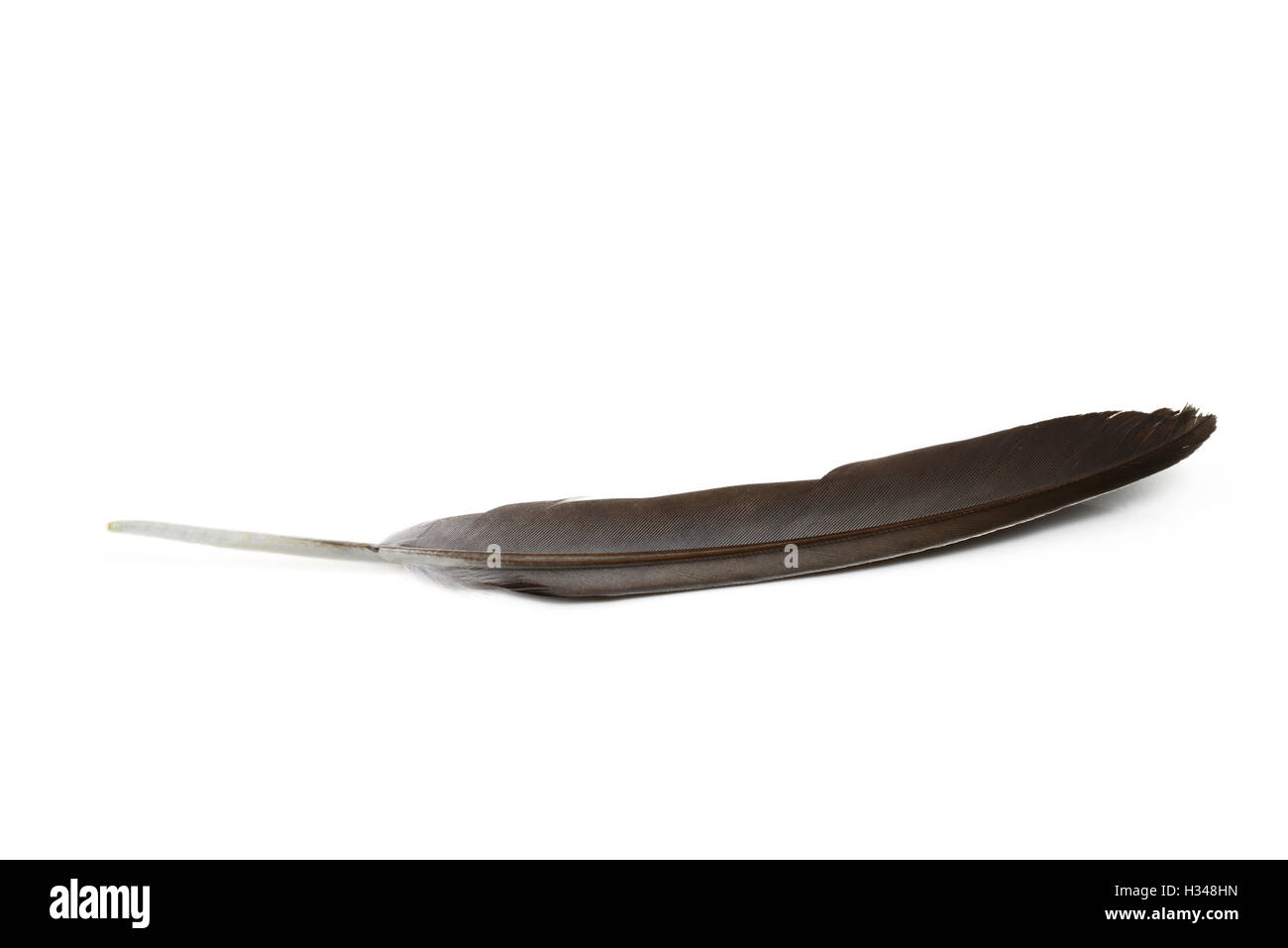 Black feather isolated Cut Out Stock Images & Pictures - Alamy