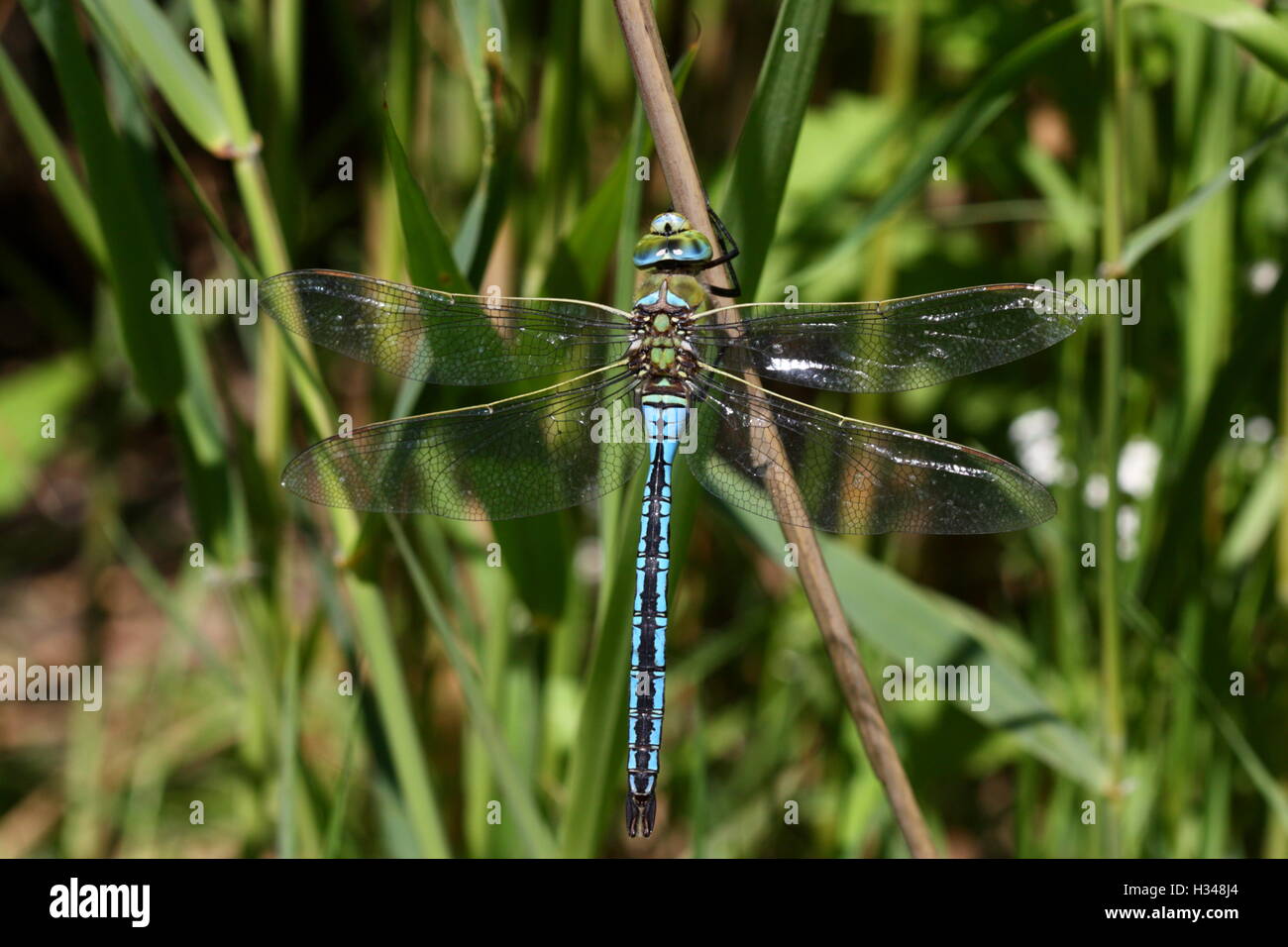 Male Emperor Dragonfly Stock Photo - Alamy