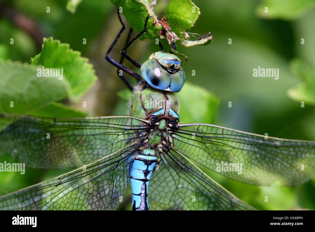 Male Emperor Dragonfly Stock Photo - Alamy