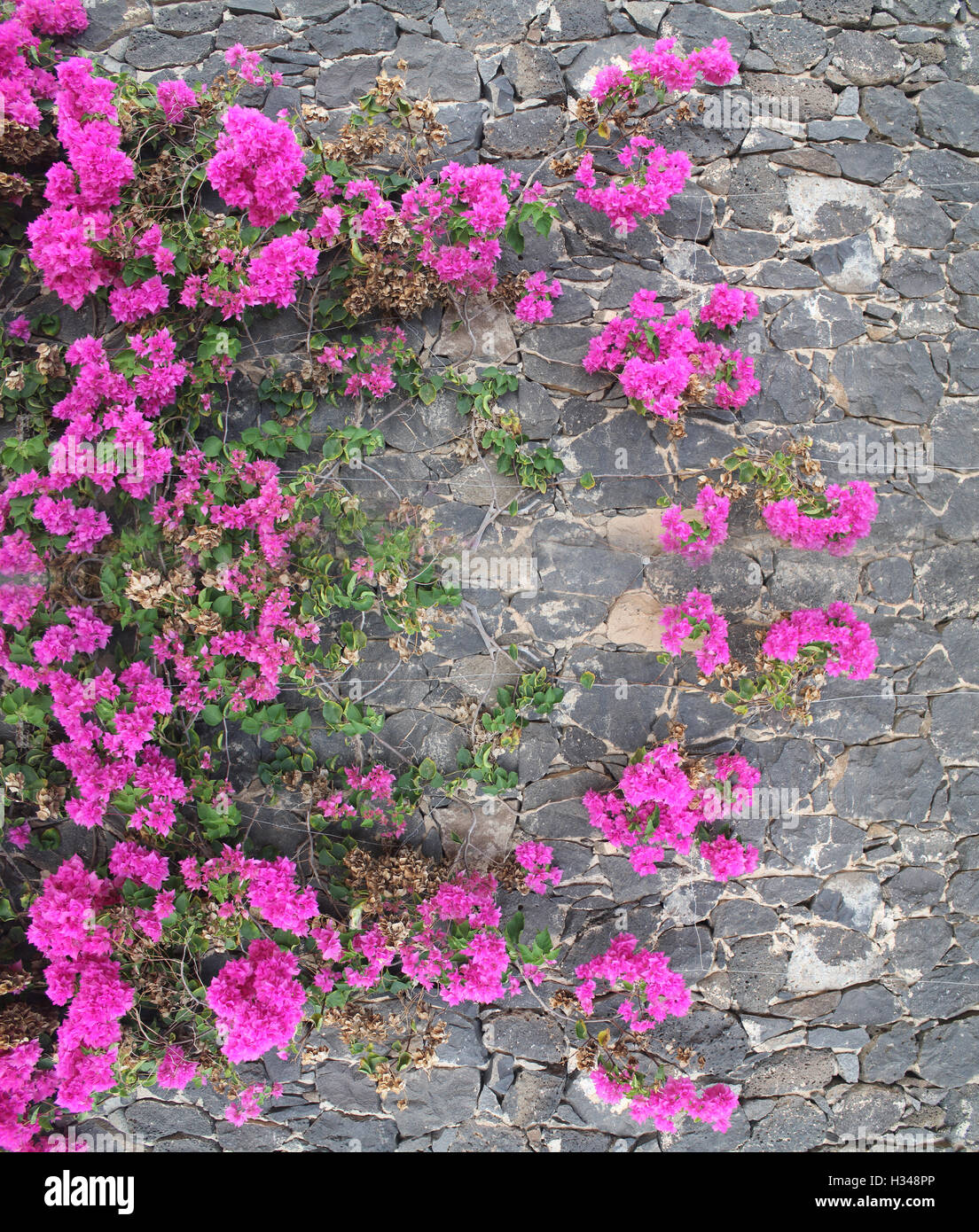 pink flowers on the stone wall Stock Photo - Alamy