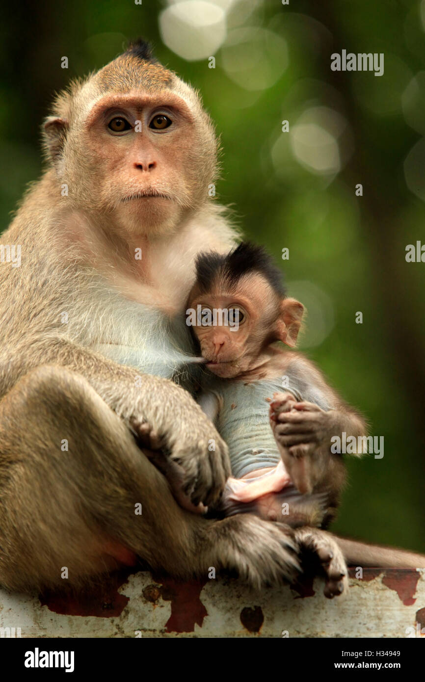 Family of monkeys Stock Photo - Alamy