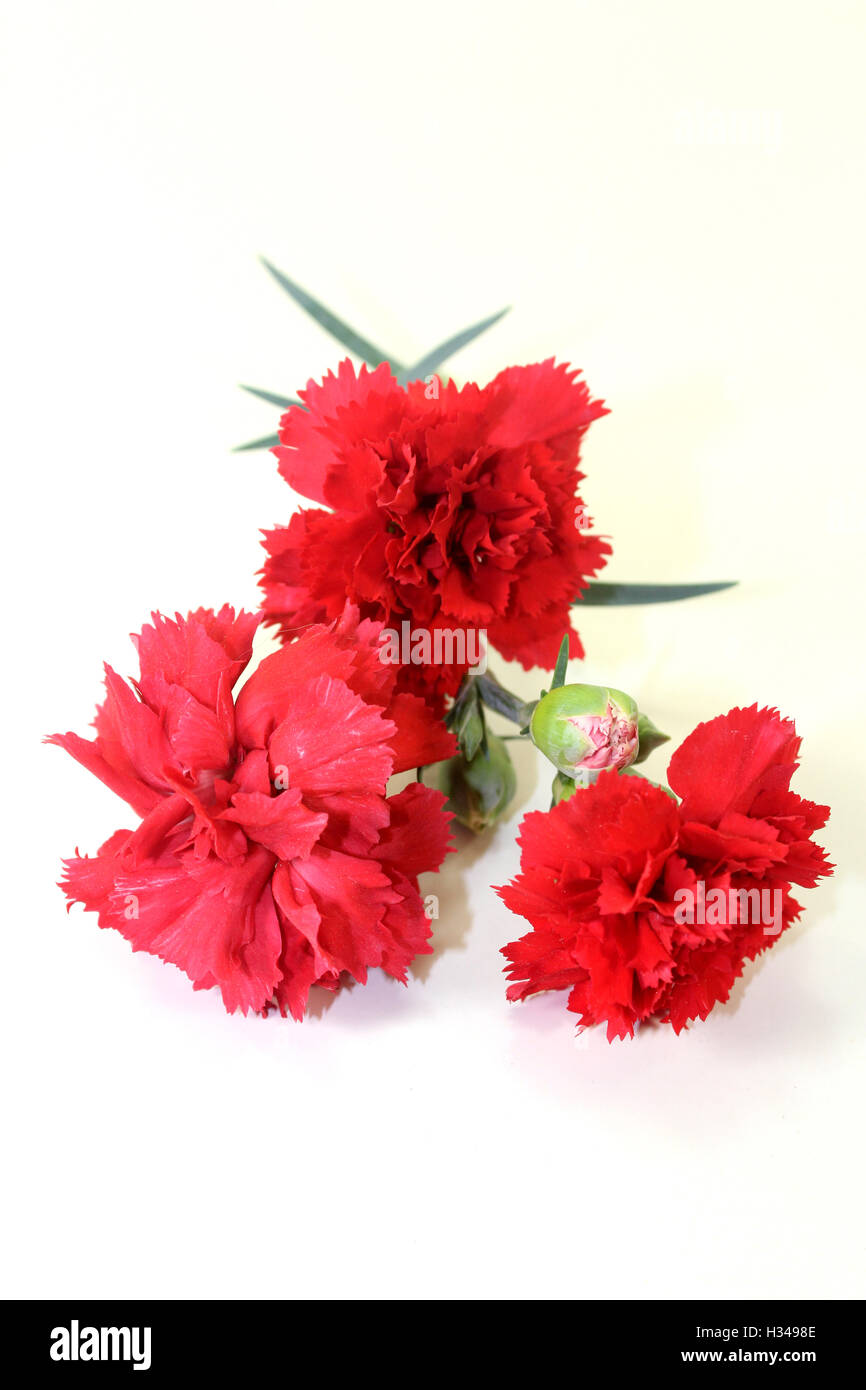 White carnation bloom hi-res stock photography and images - Alamy