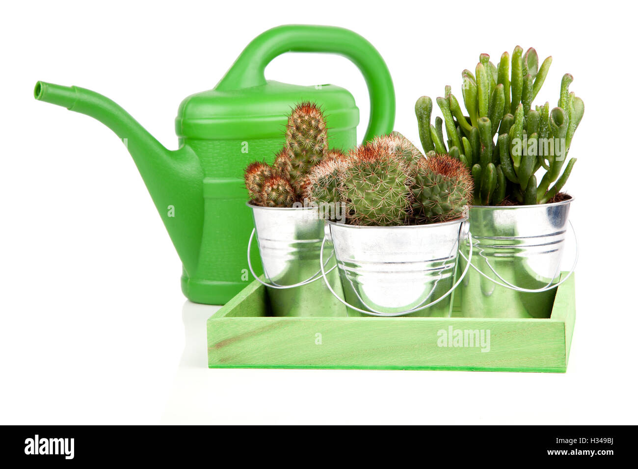 succulent cactus in a metal bucket, on white background Stock Photo - Alamy