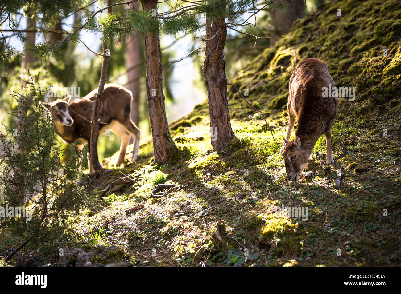 The mouflon (Ovis orientalis Stock Photo - Alamy