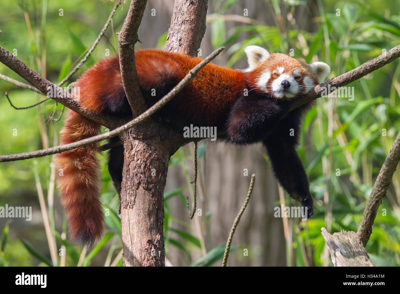 Red Panda, Firefox or Lesser Panda Stock Photo - Alamy