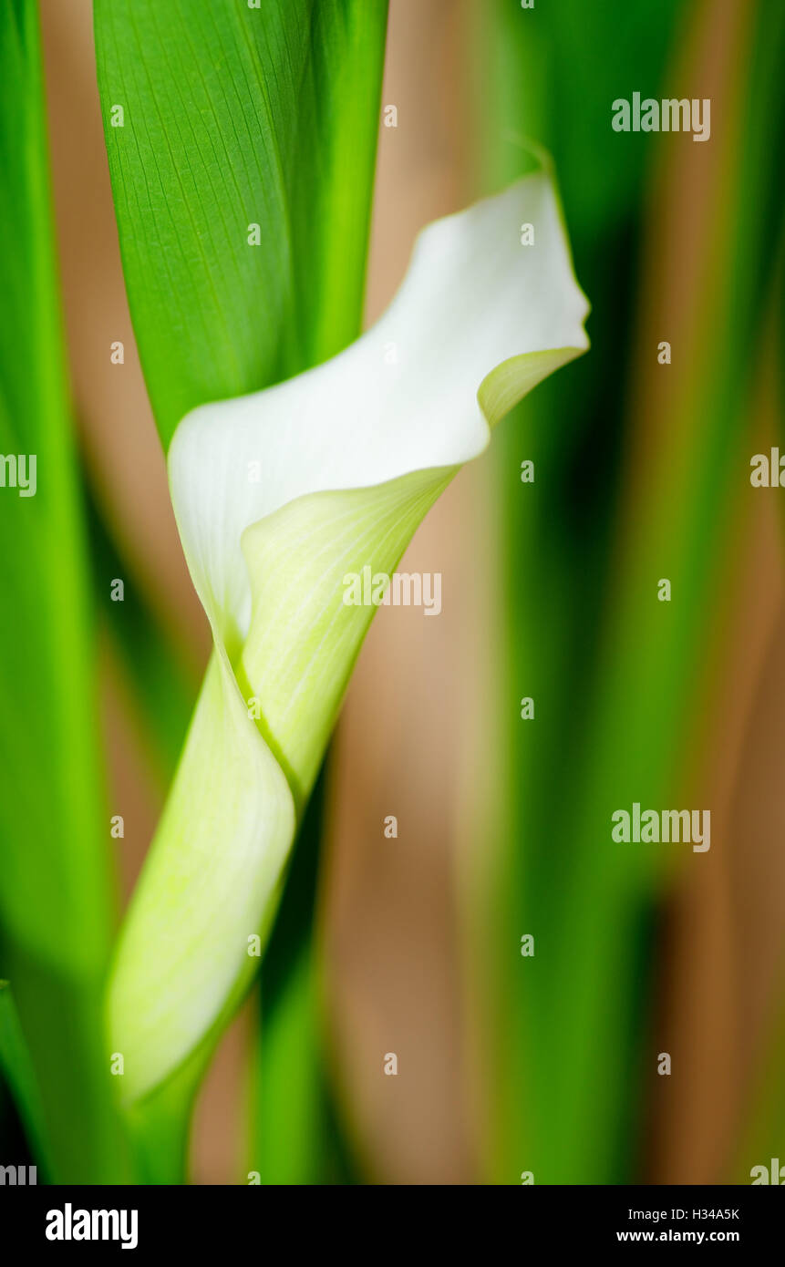 White Calla Lilly Stock Photo - Alamy