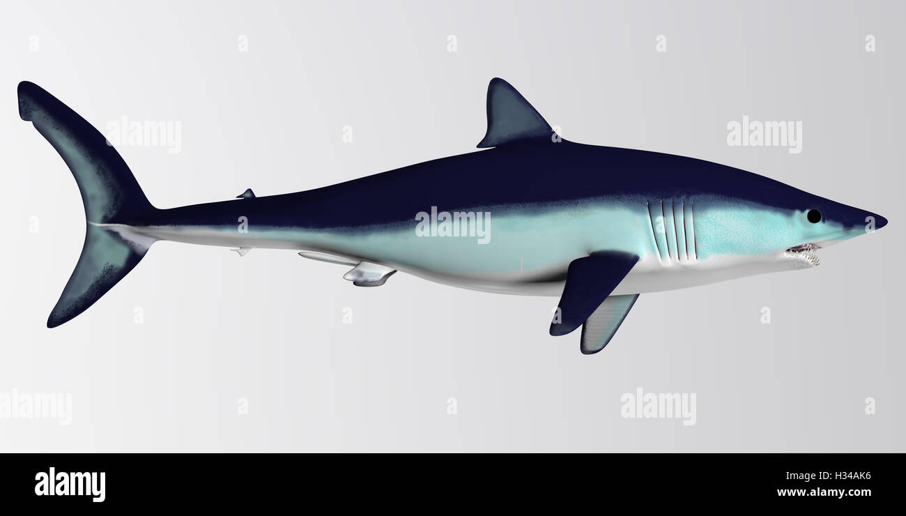 Mako Shark Side Profile Stock Photo - Alamy