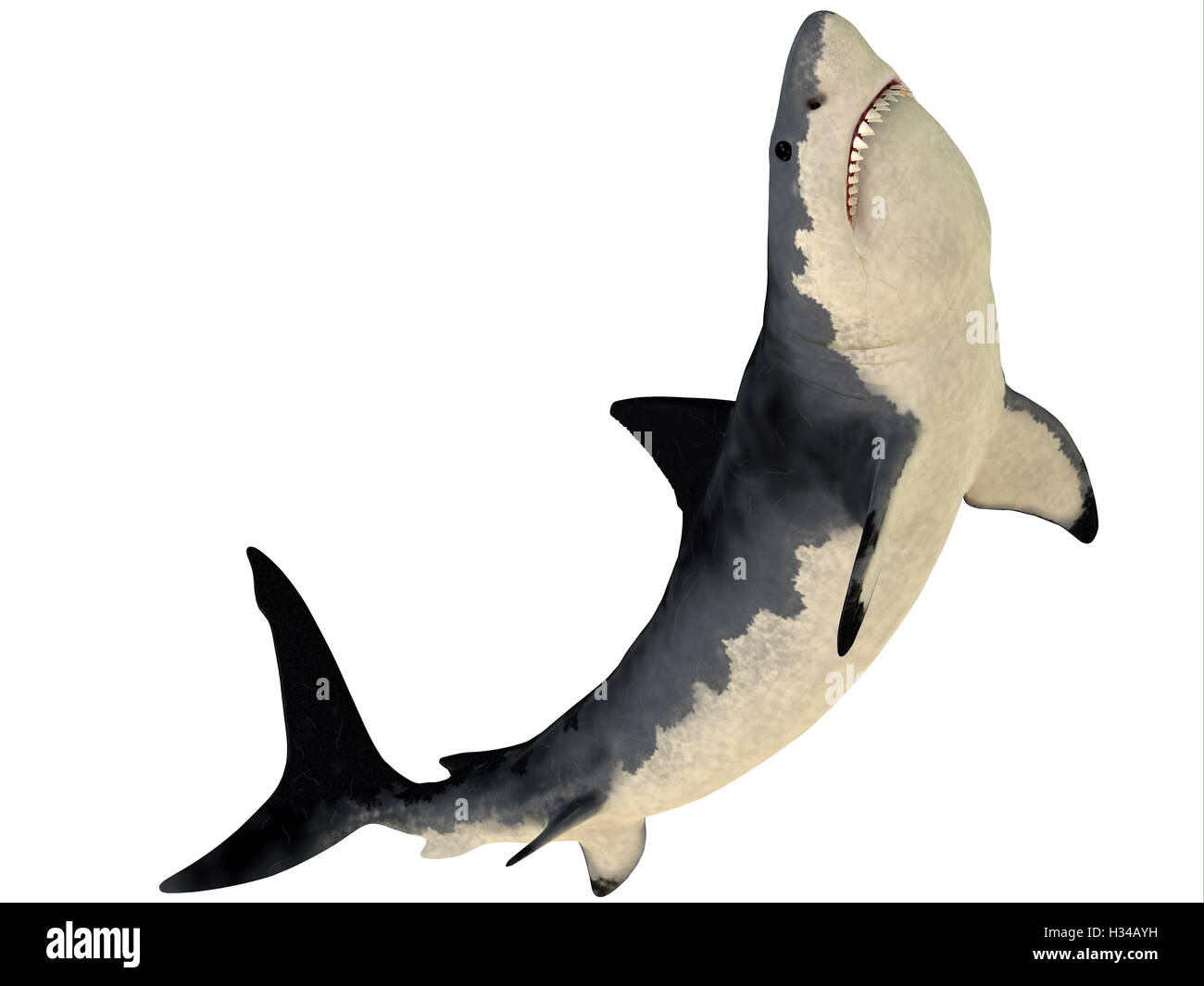 Shark profile hi-res stock photography and images - Alamy