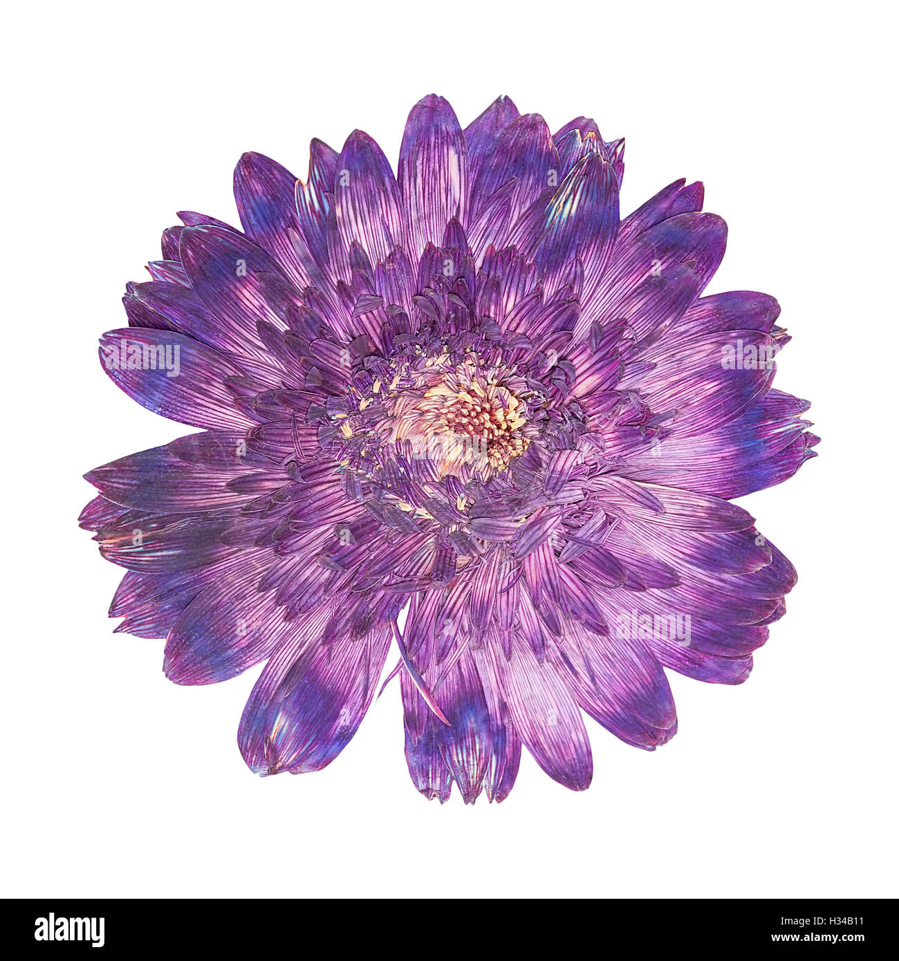 Pressed Flower High Resolution Stock Photography and Images - Alamy