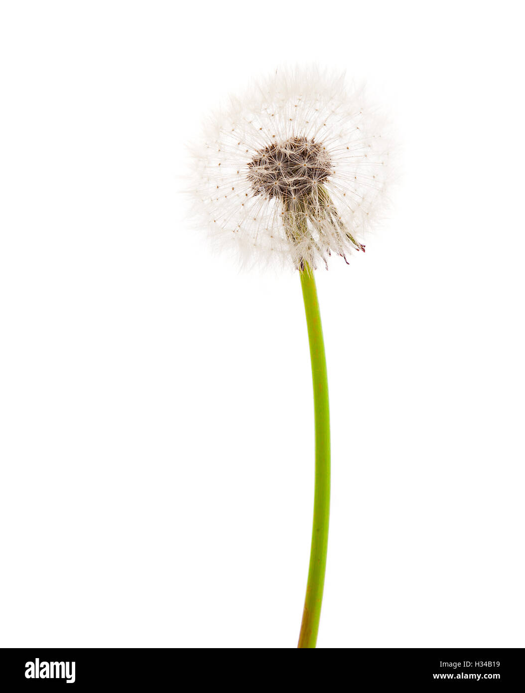 Dandelion isolated on white background Stock Photo - Alamy