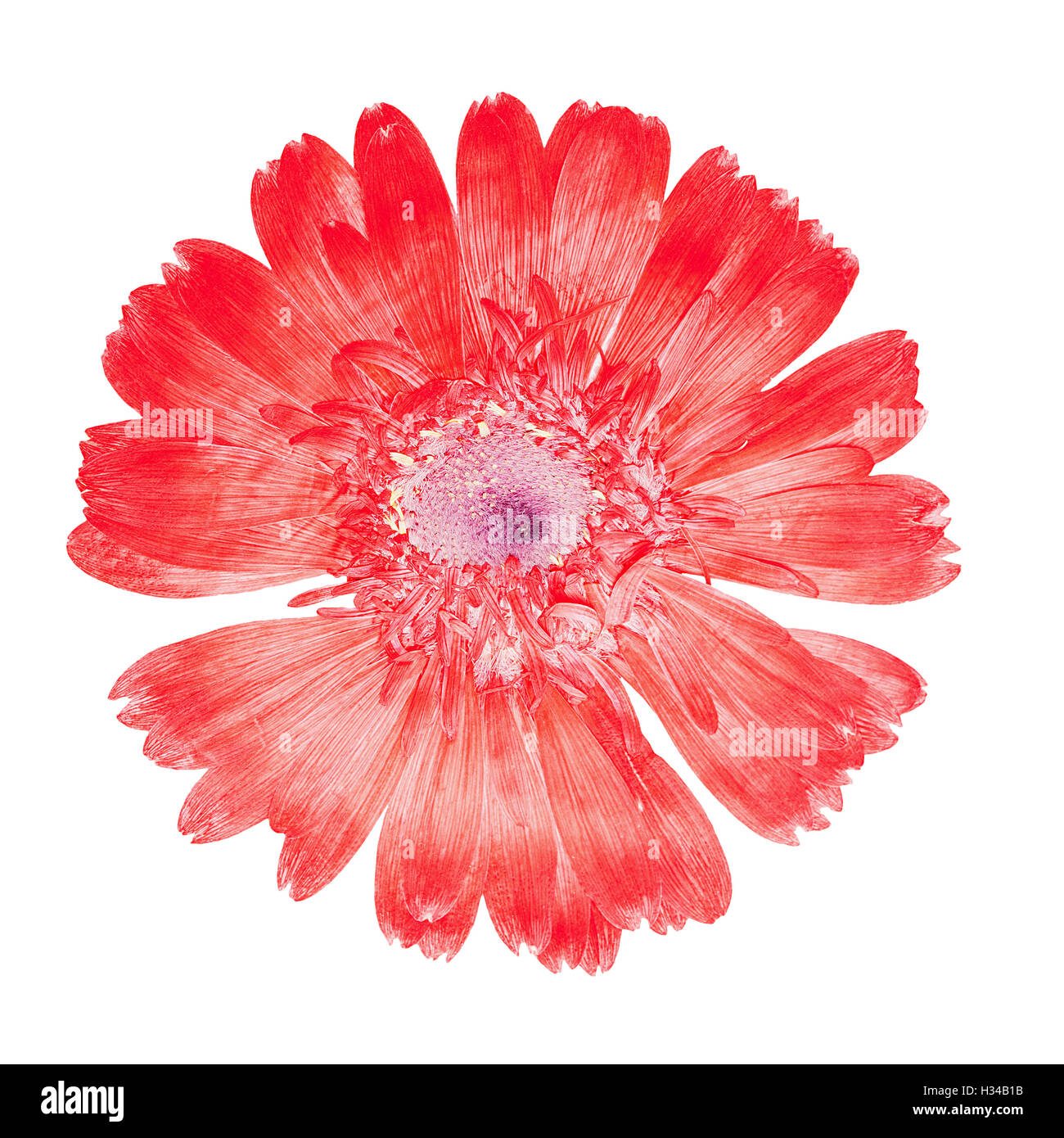 Pressed flower head red gerbera isolated Stock Photo - Alamy